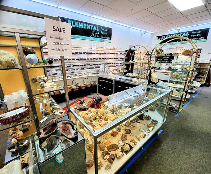 Nature's artwork on display: crystals, fossils, and seashells compete for attention in this geological treasure trove.