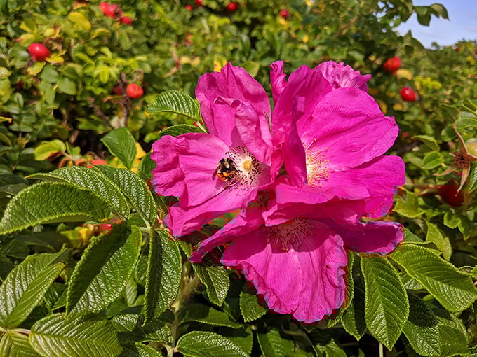 Nature's jewelry: vibrant beach roses host a busy pollinator, proving Maine's coastal gardens rival any cultivated masterpiece.