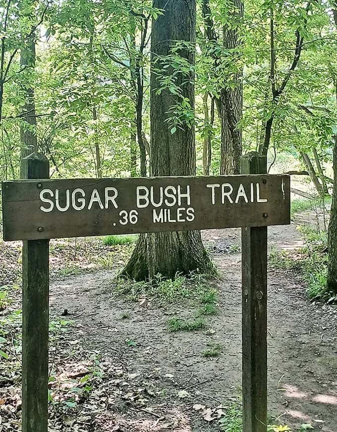 The Sugar Bush Trail sign promises sweet adventures ahead, though at just .36 miles, it's more amuse-bouche than main course.