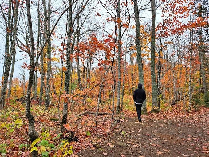 Walking through these woods in peak fall color feels like being inside a kaleidoscope designed by someone with excellent taste.