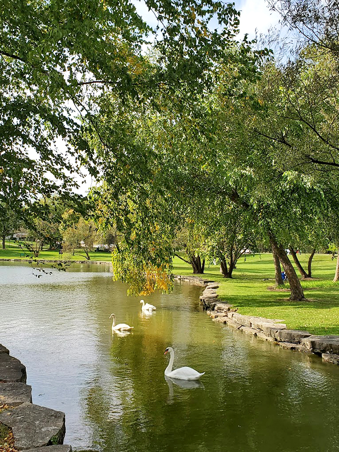 Nature's own performance art: elegant swans glide across mirror-like waters while willow trees provide the perfect backdrop.