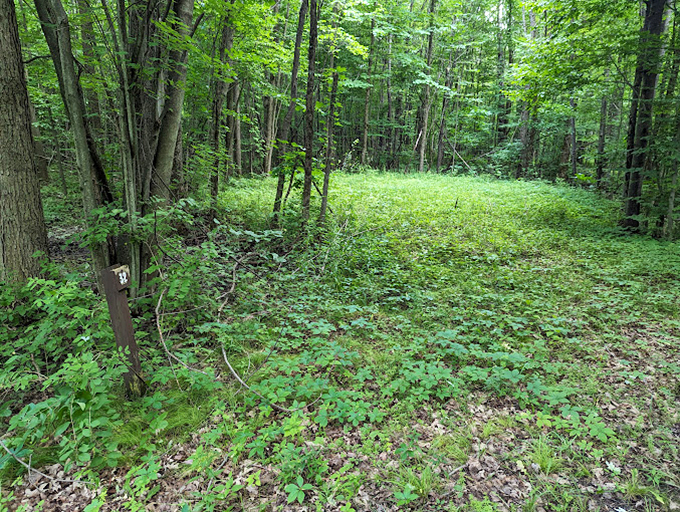 Nature's carpet of green stretches into the distance, inviting wanderers to explore its leafy mysteries.