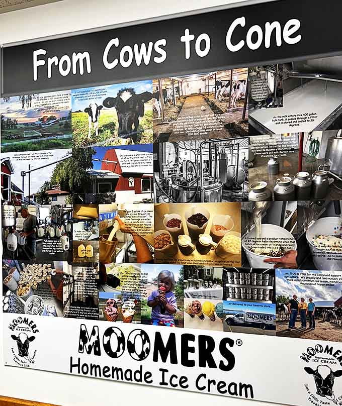 The "From Cows to Cone" display tells Moomers' farm-to-scoop story, connecting visitors to the source of their frozen delight.
