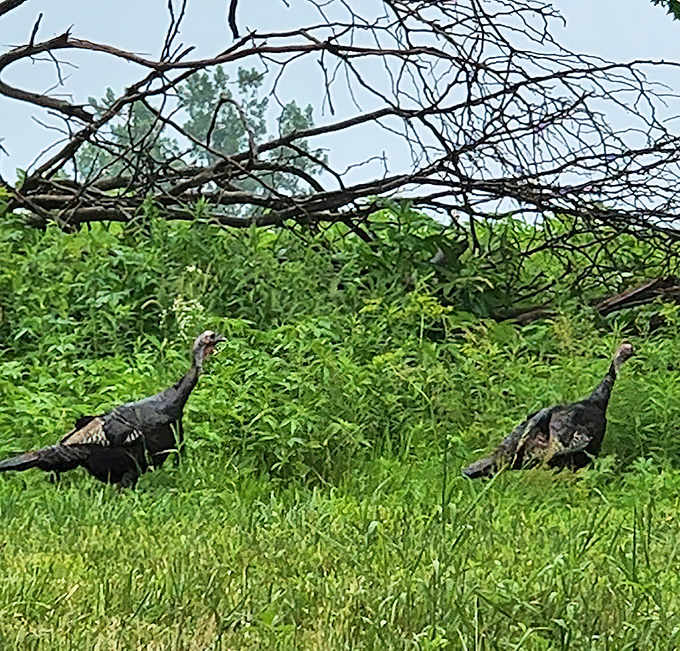 Wild turkeys strut through meadows with the confidence of creatures who know Thanksgiving is months away.