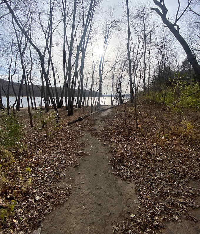 Dappled sunlight guides the way along this woodland path, where every turn promises new discoveries.