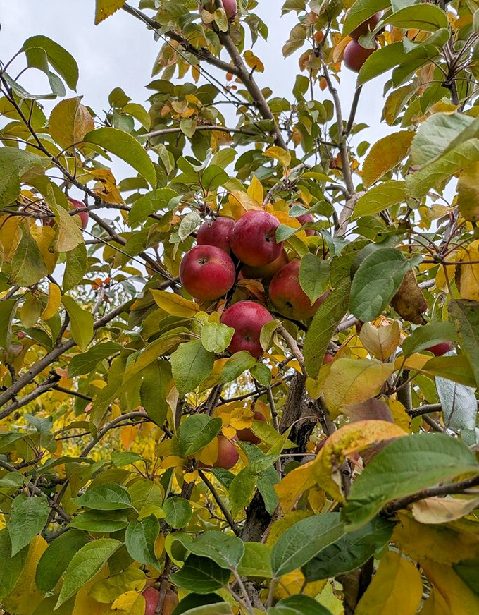 Nature's jewels hang heavy on the branch &ndash; these ruby-red apples, kissed by Vermont sunshine, are moments away from becoming someone's treasure.