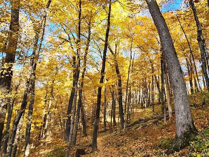Fall transforms the forest into a painter's palette of amber and gold, making autumn perhaps the most magical season to visit.