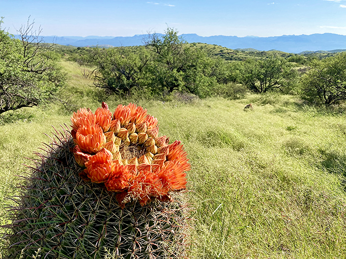 A barrel cactus crowned with vibrant orange blooms &ndash; nature's way of proving that even the toughest characters have a soft spot.