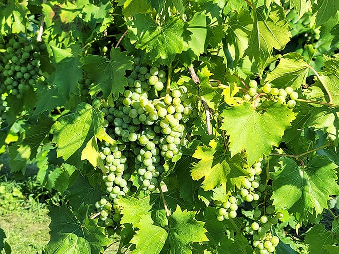 Clusters of green grapes hang heavy on the vine, capturing sunshine and terroir that will eventually transform into the winery's signature bottles.