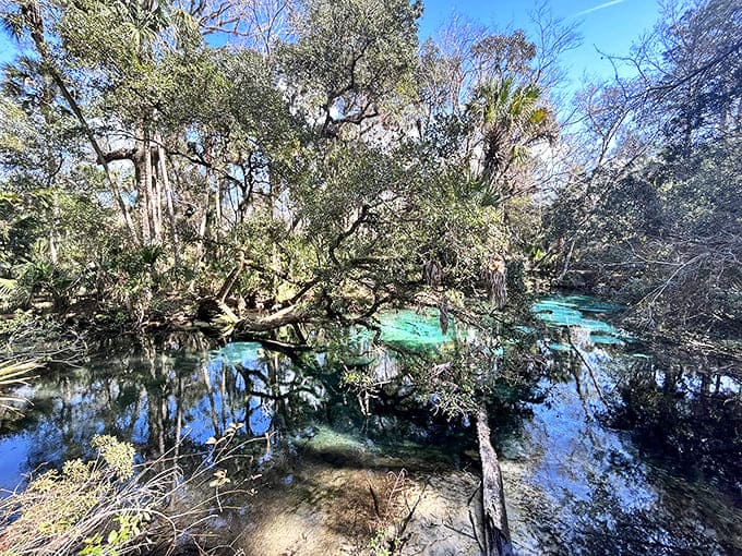 Nature's stained glass: Sunlight filters through the canopy, creating ever-changing patterns on the spring's azure surface.