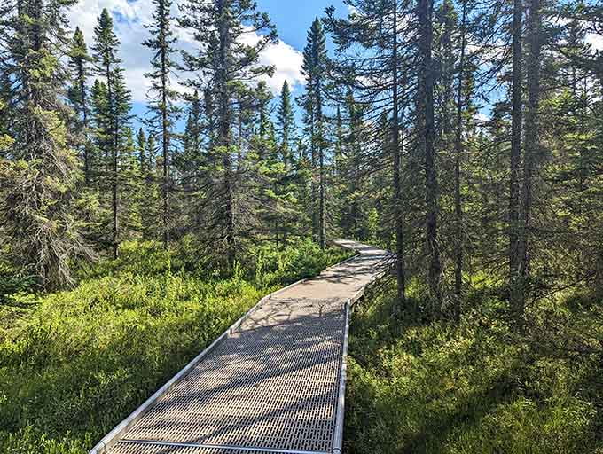 Sometimes the best paths are the ones where trees lean in close, like they're sharing secrets with you.