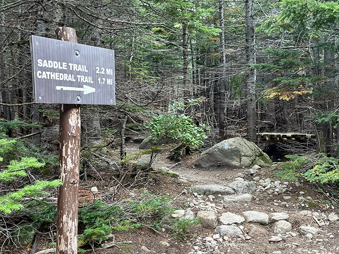 Trail signs stand at nature's crossroads, offering directions and distances that somehow always feel longer than advertised.