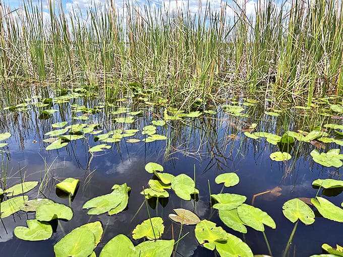 A patchwork quilt of lily pads and reeds creates nature's most beautiful obstacle course for airboat captains to navigate.