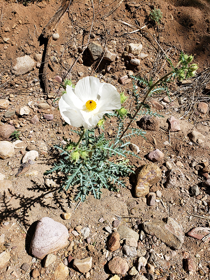 A delicate white prickly poppy emerges from the harsh desert floor, a testament to life's persistence in challenging conditions.