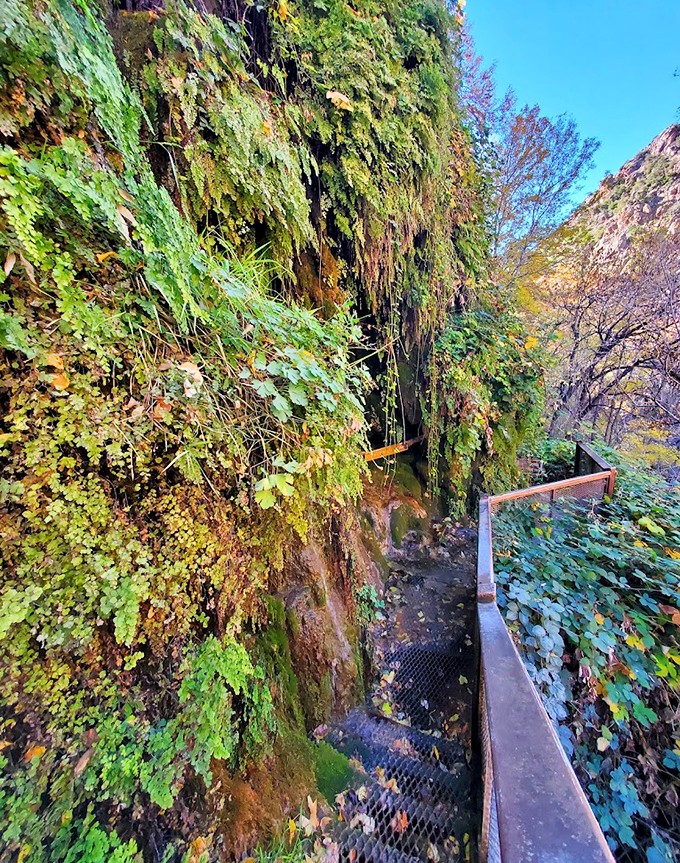 Bridging the gap between you and adventure, this walkway offers panoramic views that will make your Instagram followers green with envy.