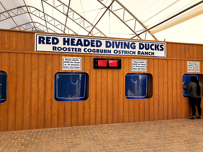 Dive into duck-watching delight! These timely tumblers put on a show that's part nature documentary, part synchronized swimming extravaganza.