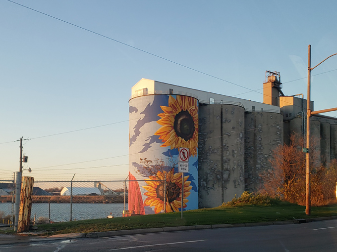 Morning light brings out the warmth in these massive sunflowers, their golden petals seeming to glow against the brilliant blue background.