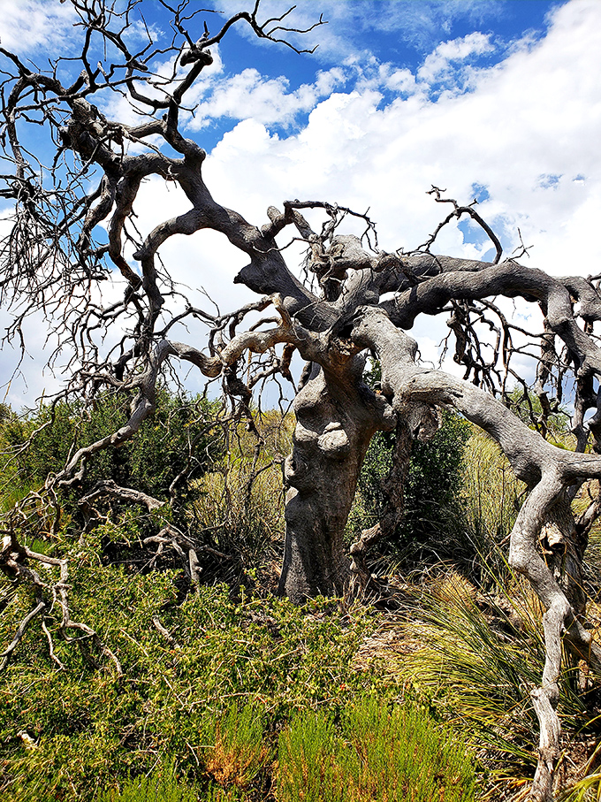 This twisted, sculptural blue oak looks like nature's own modern art installation, shaped by decades of wind, sun, and sheer determination.