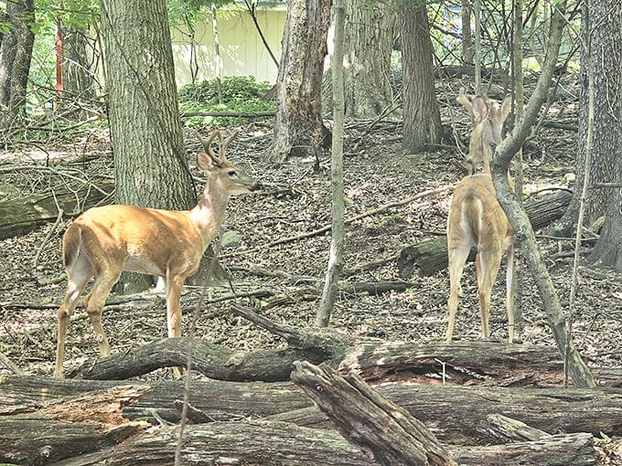 Wildlife thrives in Mill Creek Park's protected environment, where deer roam freely among the trees just steps away from the iconic bridge.