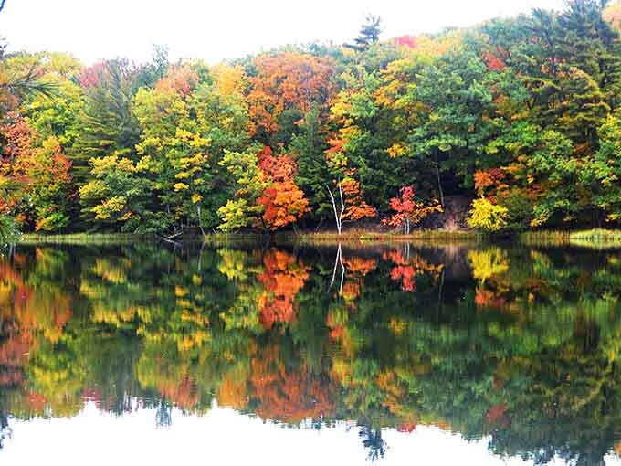 Autumn transforms Hamlin Lake into a mirror, perfectly reflecting the explosive color palette that makes Michigan falls legendary.