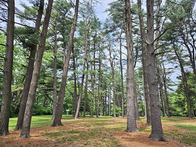 Wooded areas so peaceful you can actually hear yourself think, which is either wonderful or terrifying depending on your current life situation.