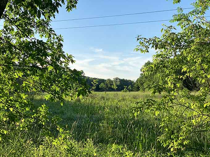 The wetlands look like they're auditioning for a nature documentary, complete with reeds that sway like backup dancers.