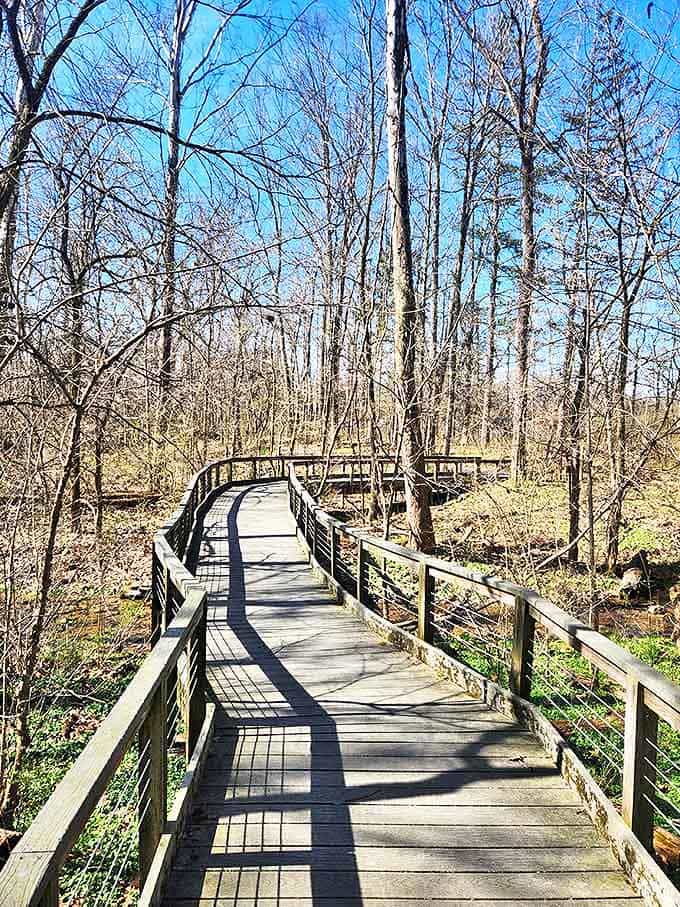 The elevated boardwalk invites exploration without disturbing delicate ecosystems, a thoughtful balance of access and preservation.