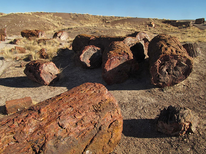 Tree rings? More like tree bling. These fossilized beauties are nature's way of saying "I woke up like this."