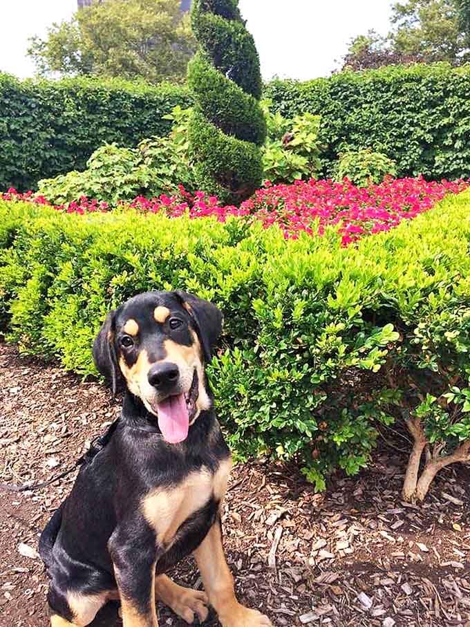 This four-legged visitor seems to be contemplating the existential question: "Am I real or just another garden sculpture?"