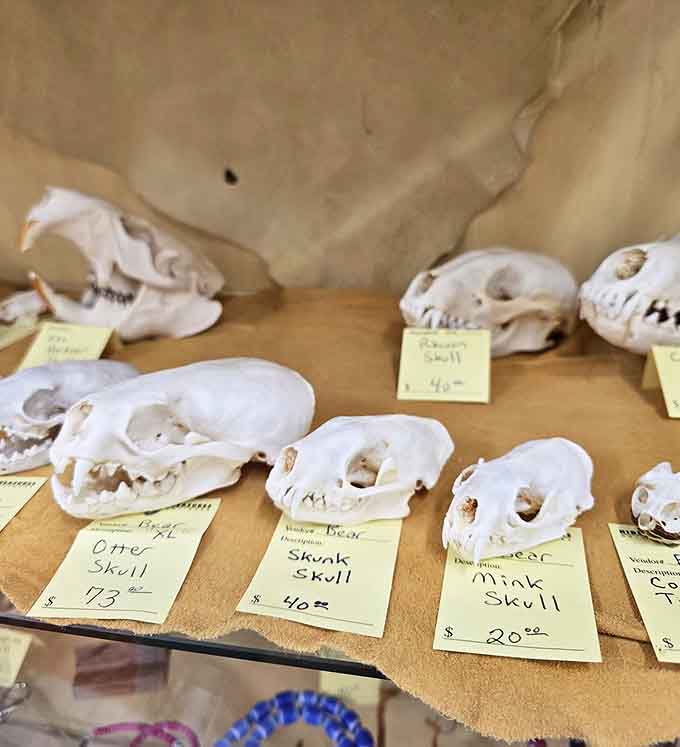 Nature's architecture on display &ndash; these carefully preserved animal skulls fascinate collectors with an appreciation for natural history.