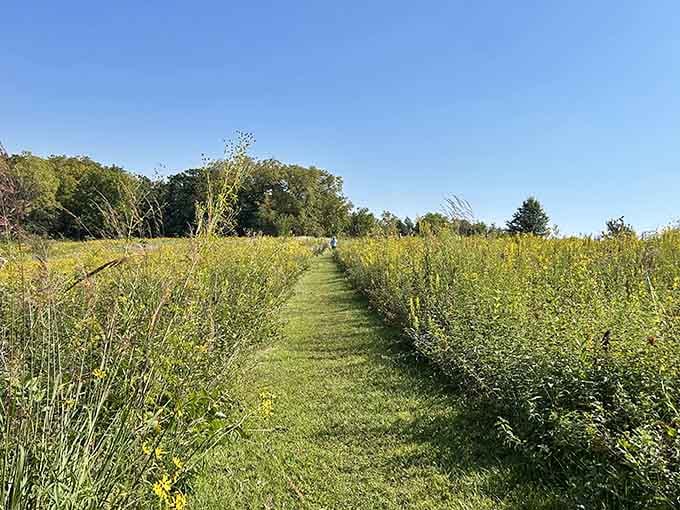 Prairie grasses swaying in the breeze, performing their daily interpretive dance for anyone watching.