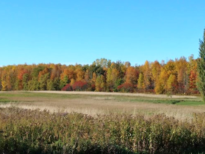 Autumn paints with its finest palette here, turning ordinary fields into extraordinary masterpieces.