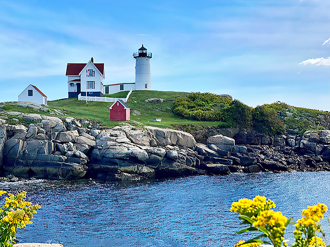Golden wildflowers frame this quintessential Maine scene, proving Mother Nature knows a thing or two about composition.