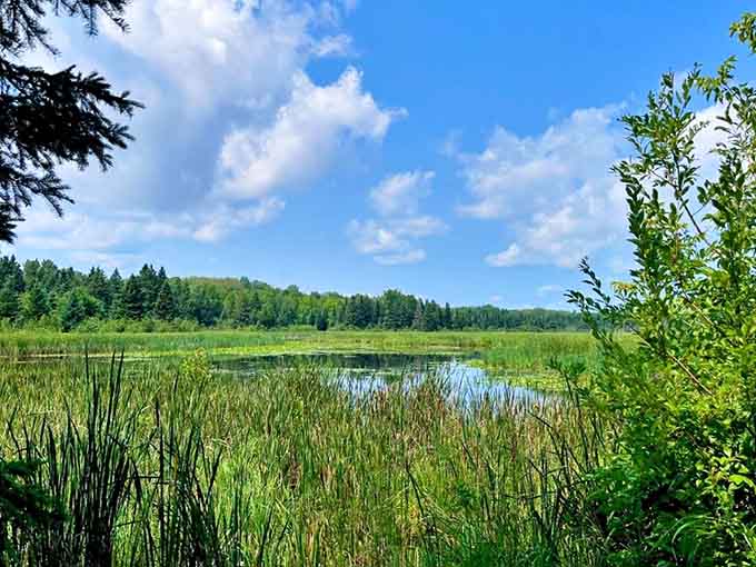 The wetlands and greenery create a lush landscape that looks like it was designed by someone who really loves the color green.