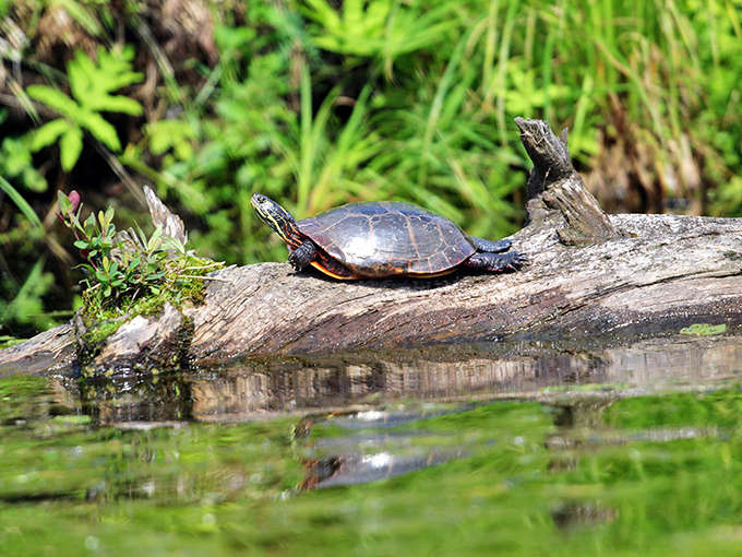 This painted turtle has found the perfect log for sunbathing, living its best reptilian life without a care in the world.