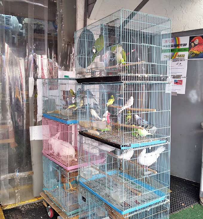 Birds of every feather flock together, creating a chirping chorus that adds to the market's sensory symphony.