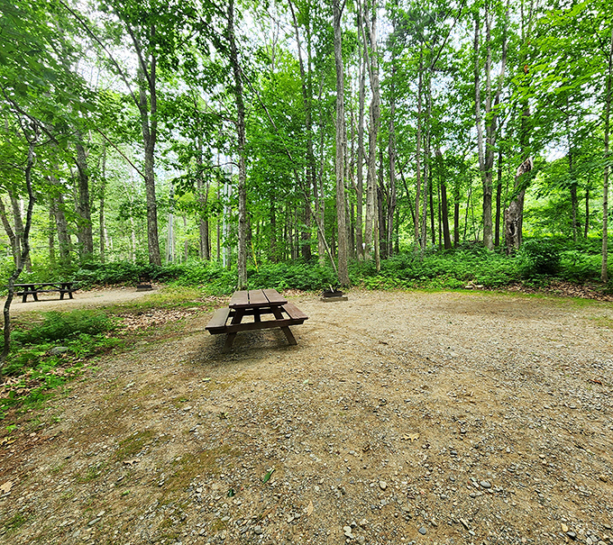 Picnic tables waiting patiently in dappled sunlight &ndash; because even sandwiches deserve a scenic backdrop for their Instagram debut.