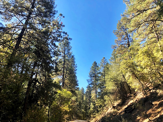 Who knew Arizona had its own Sherwood Forest? These pines are standing tall, probably gossiping about the cacti down below.