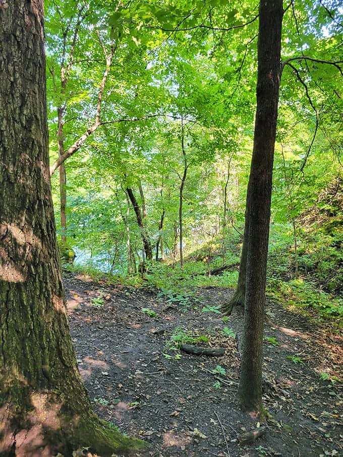 Summer's lush green canopy creates a natural tunnel that stays cool even when the rest of Minnesota is melting.