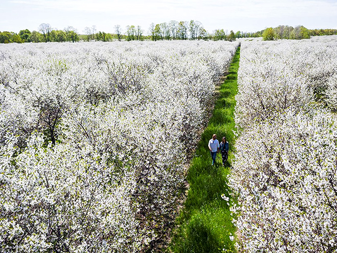 Cherry blossoms create a snow-like canopy in spring &ndash; nature's confetti celebration that transforms ordinary walks into magical journeys.
