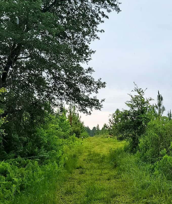 Summer transforms the preserve into a green explosion, the kind of lush growth that makes you understand why early explorers called this place paradise.