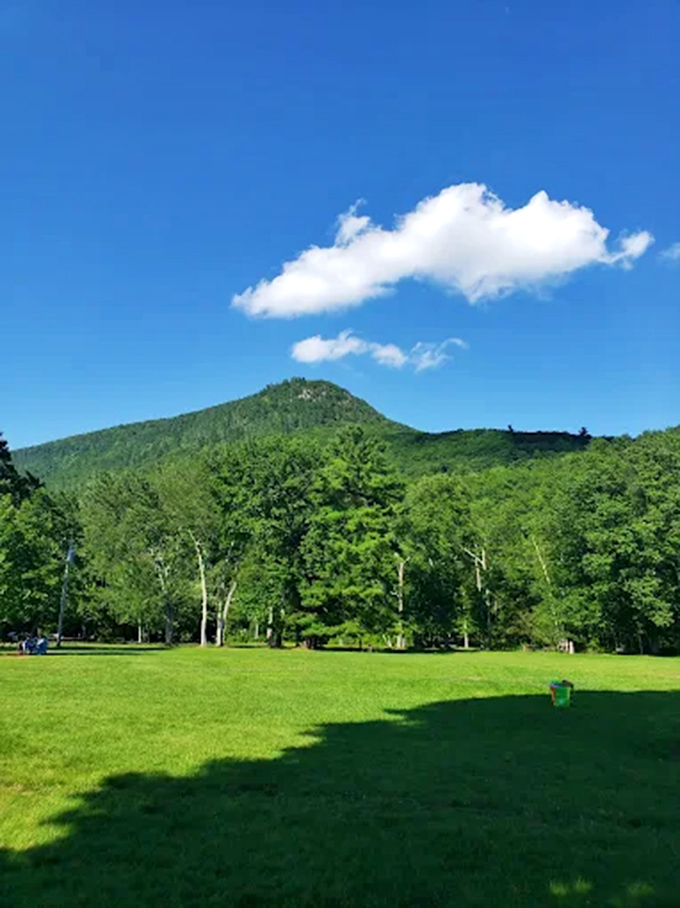 Sunlight plays through the trees, creating nature's own spotlight on this Green Mountain sanctuary.