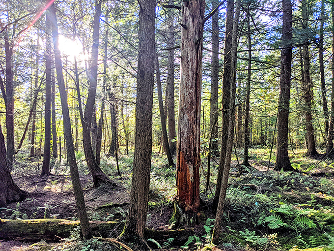 Sunlight filters through ancient trees, creating nature's own stained-glass effect on Lake Carmi's forest floor.