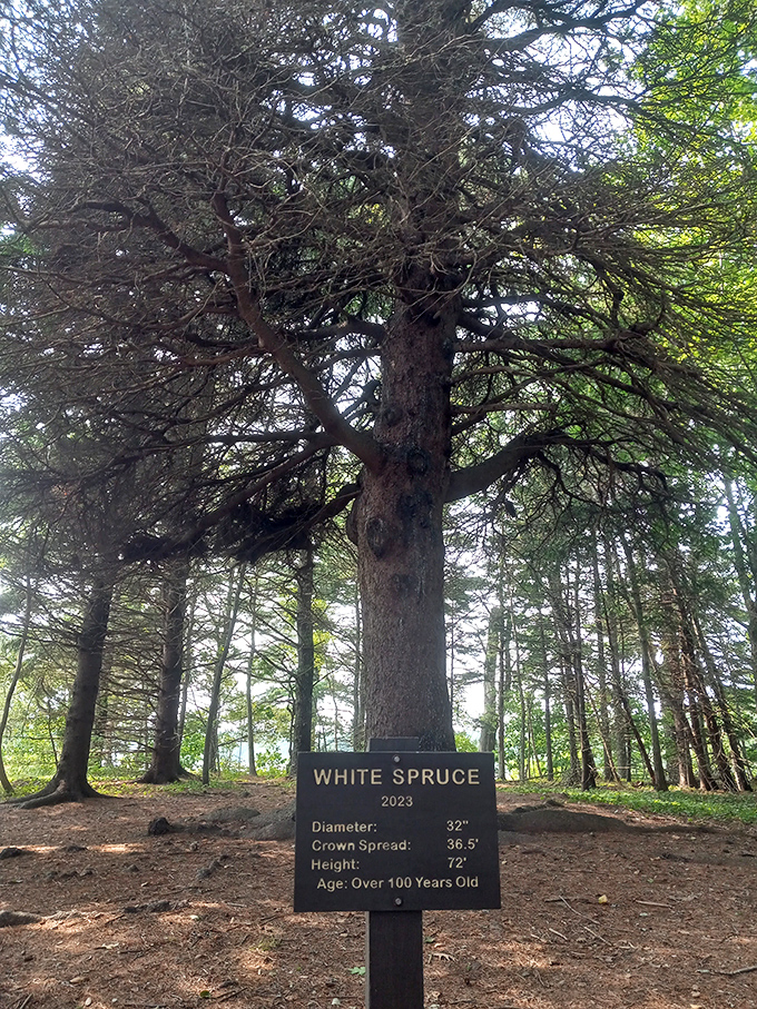 This century-old white spruce stands as a silent witness to history, its massive trunk and sprawling branches creating a natural cathedral.