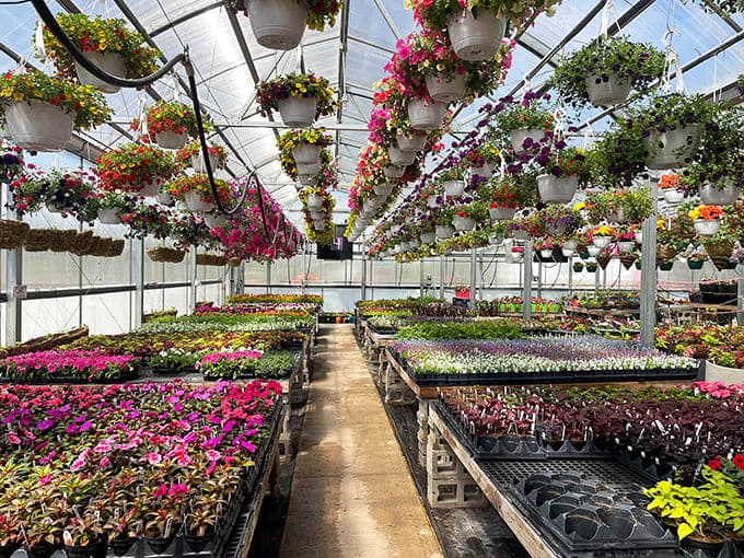 The greenhouse bursts with colorful hanging baskets and plants, creating an overhead garden that would make even Alice in Wonderland jealous.