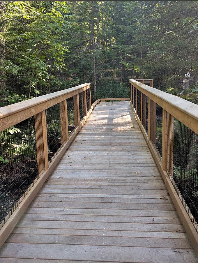 A wooden bridge invites hikers deeper into the forest, promising discoveries that can't be found on any map or social media feed.