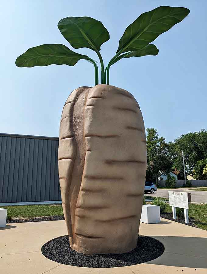 Bathed in golden sunlight, the sugar beet looks almost majestic, casting shadows across Central Park while those leafy greens reach toward the sky like they're trying to grow even taller.