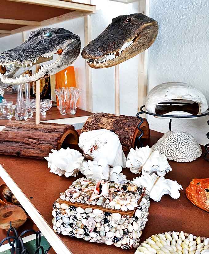 Alligator heads and shell collections that scream "Florida souvenir" louder than any plastic flamingo ever could dream of screaming.