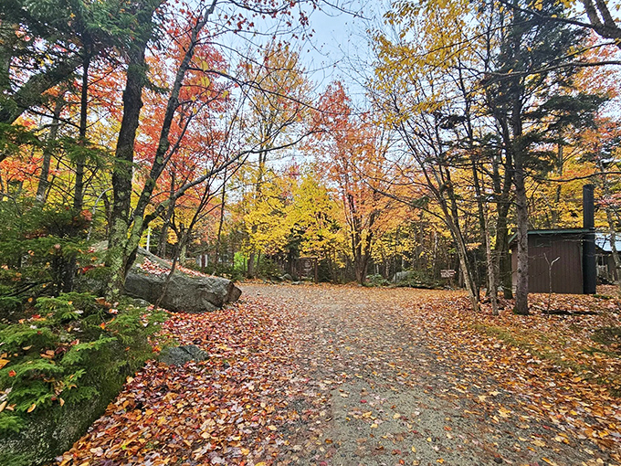 Autumn paints the forest in impossible colors, creating a golden pathway that crunches satisfyingly with each footstep.