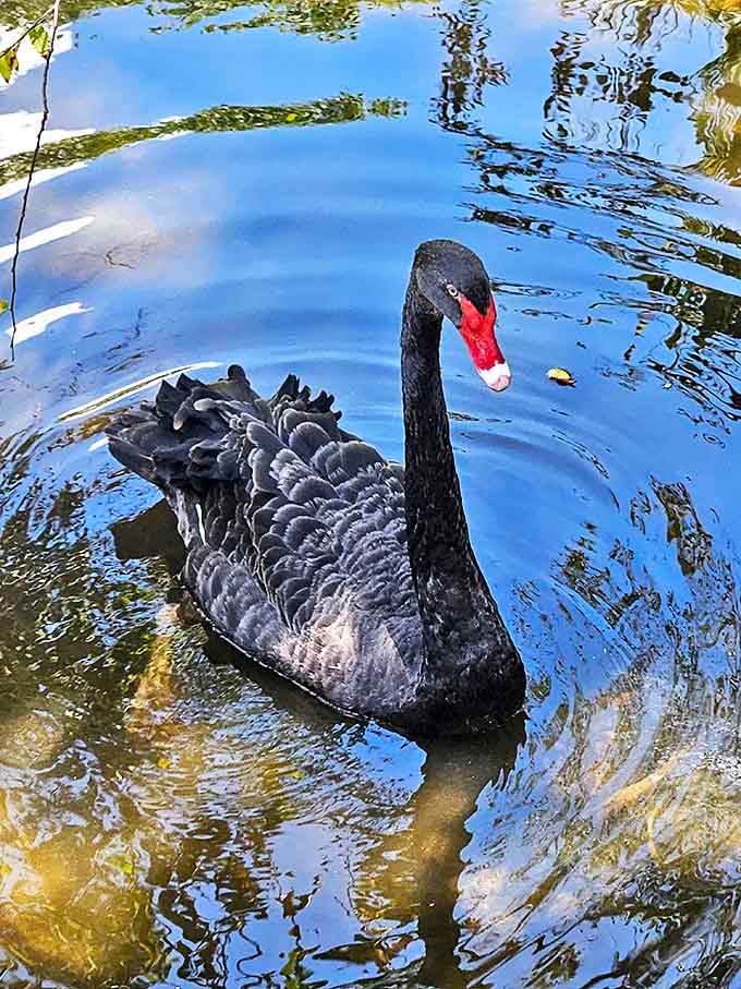 The black swan glides with the confidence of someone who knows they're the most dramatic creature on the water. Eat your heart out, Natalie Portman.